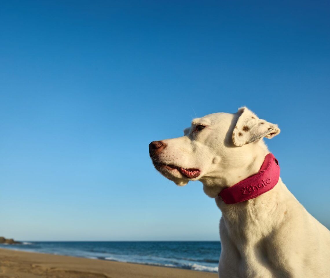 New Year, New Freedom: Why Halo Collar 5 Is the Ultimate Fresh Start ...