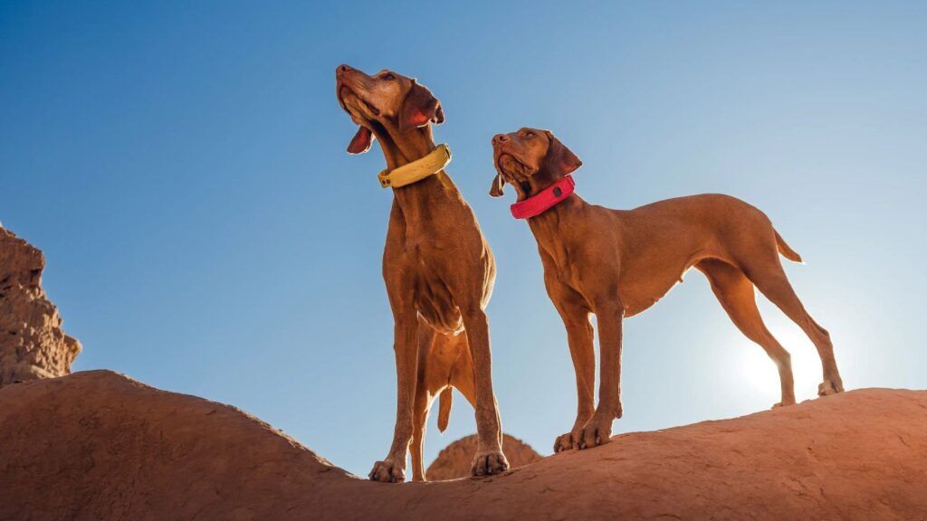 New Year, New Freedom: Why Halo Collar 5 Is the Ultimate Fresh Start for Dogs in 2026 | Technobark